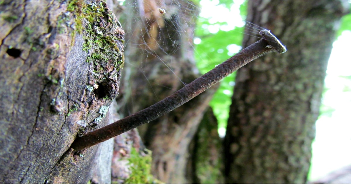 Will Copper Nails Kill A Tree? How to Do it