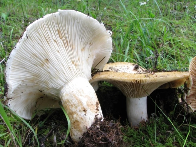 15 White Mushroom Species: Identification and Pictures