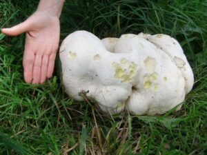 15 White Mushroom Species: Identification and Pictures
