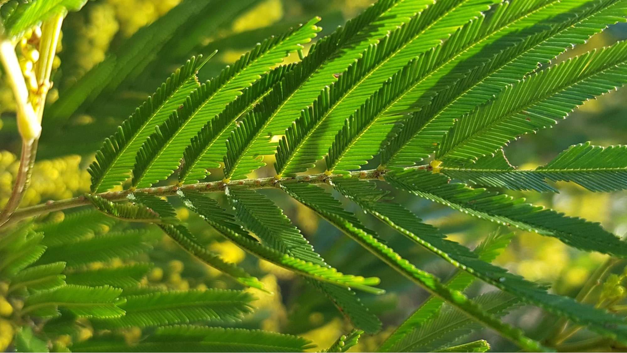 15 Trees with Fern-Like Leaves: Identification and Pictures