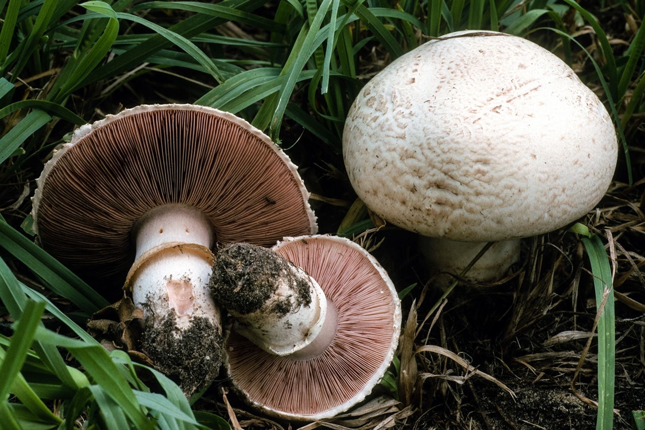 15 White Mushroom Species: Identification and Pictures
