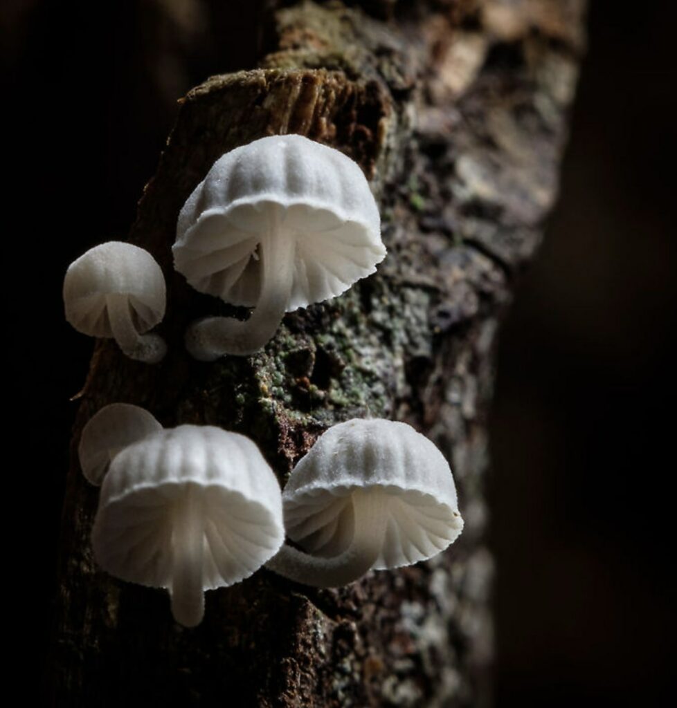 15 White Mushroom Species: Identification and Pictures