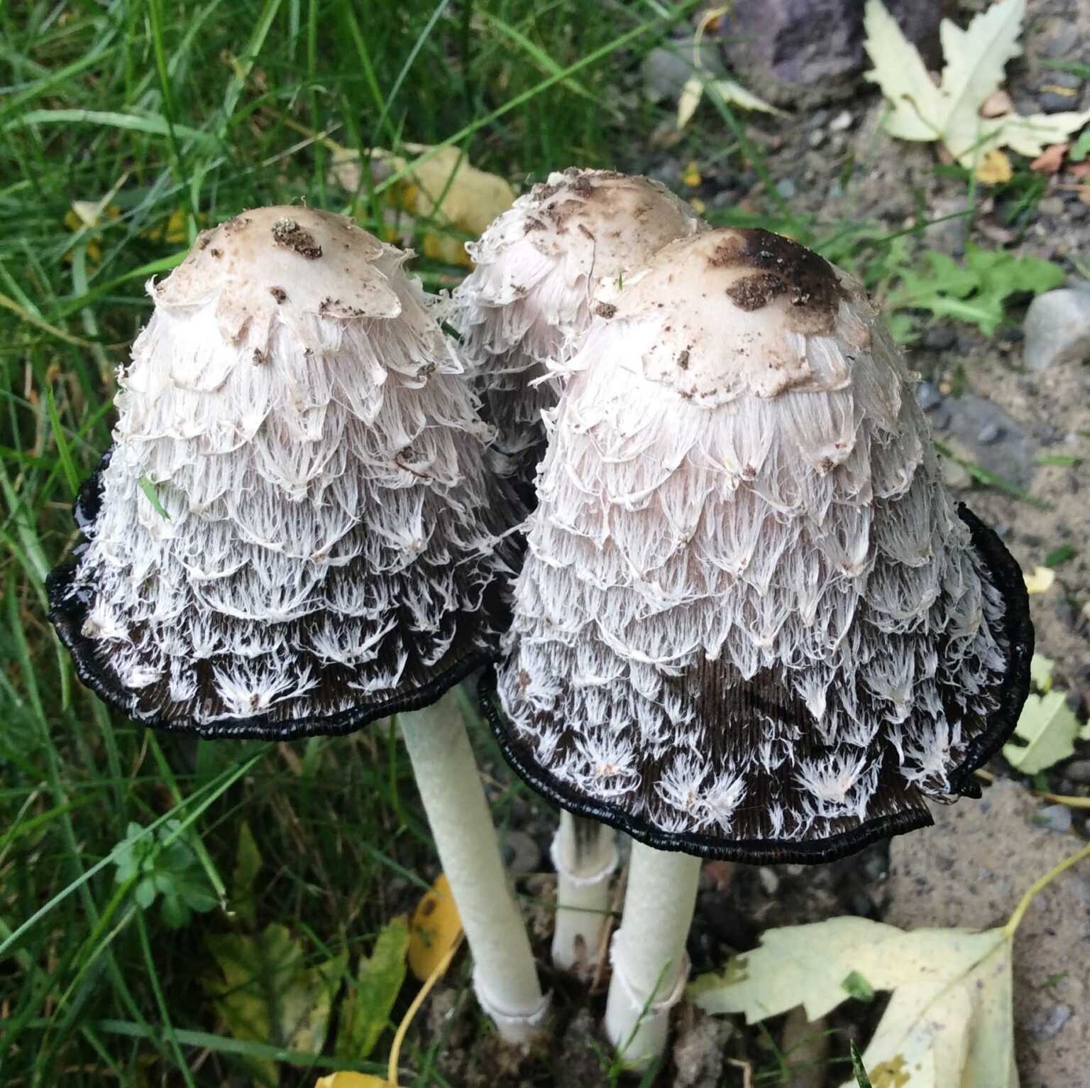 15 White Mushroom Species: Identification and Pictures