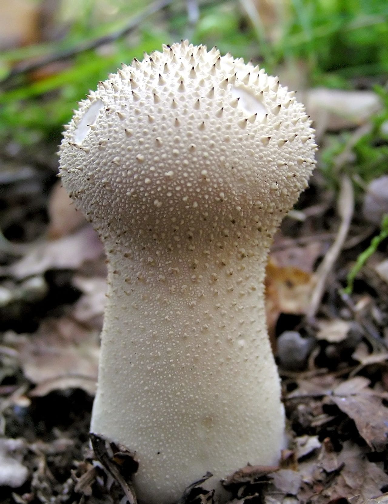 15 White Mushroom Species: Identification and Pictures