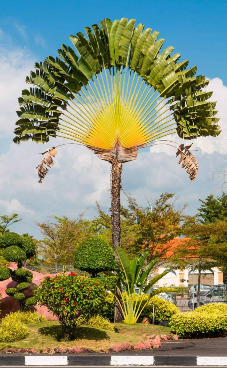 11 plants that look like palm trees but are not
