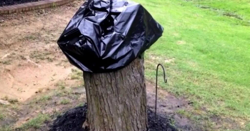 Homemade Tree and Stump Killer: 6 Simple Recipes & How to Use