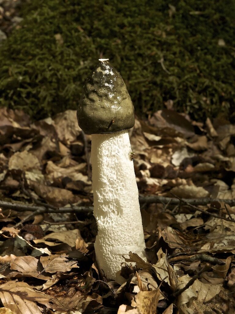 15 White Mushroom Species: Identification and Pictures
