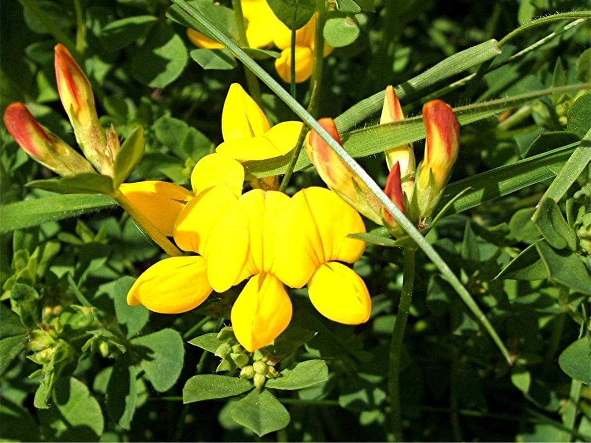 29 Tall Weeds with Yellow Flowers