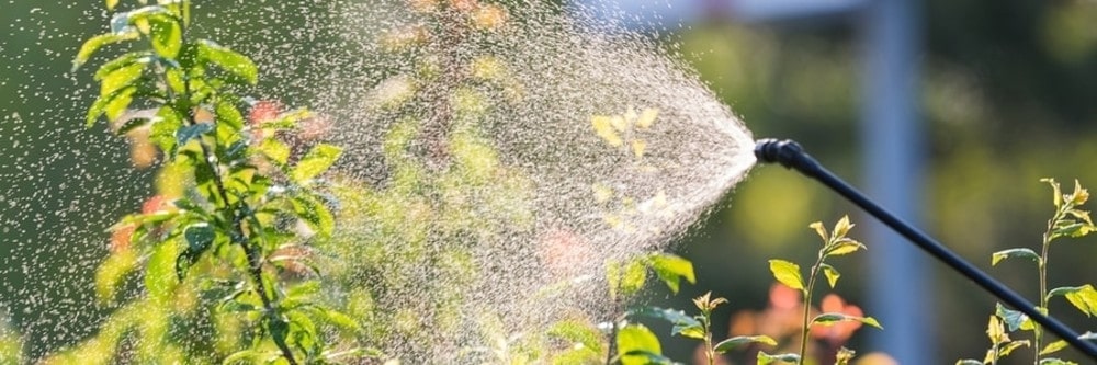 Everything To Know About Triclopyr Herbicide [2025]