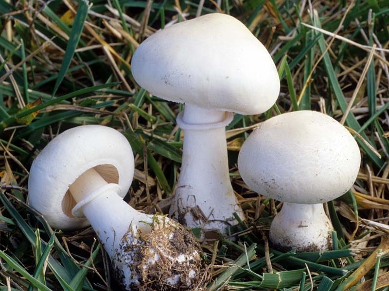 15 White Mushroom Species: Identification and Pictures