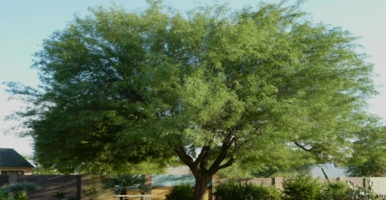 15 Trees with Fern-Like Leaves: Identification and Pictures