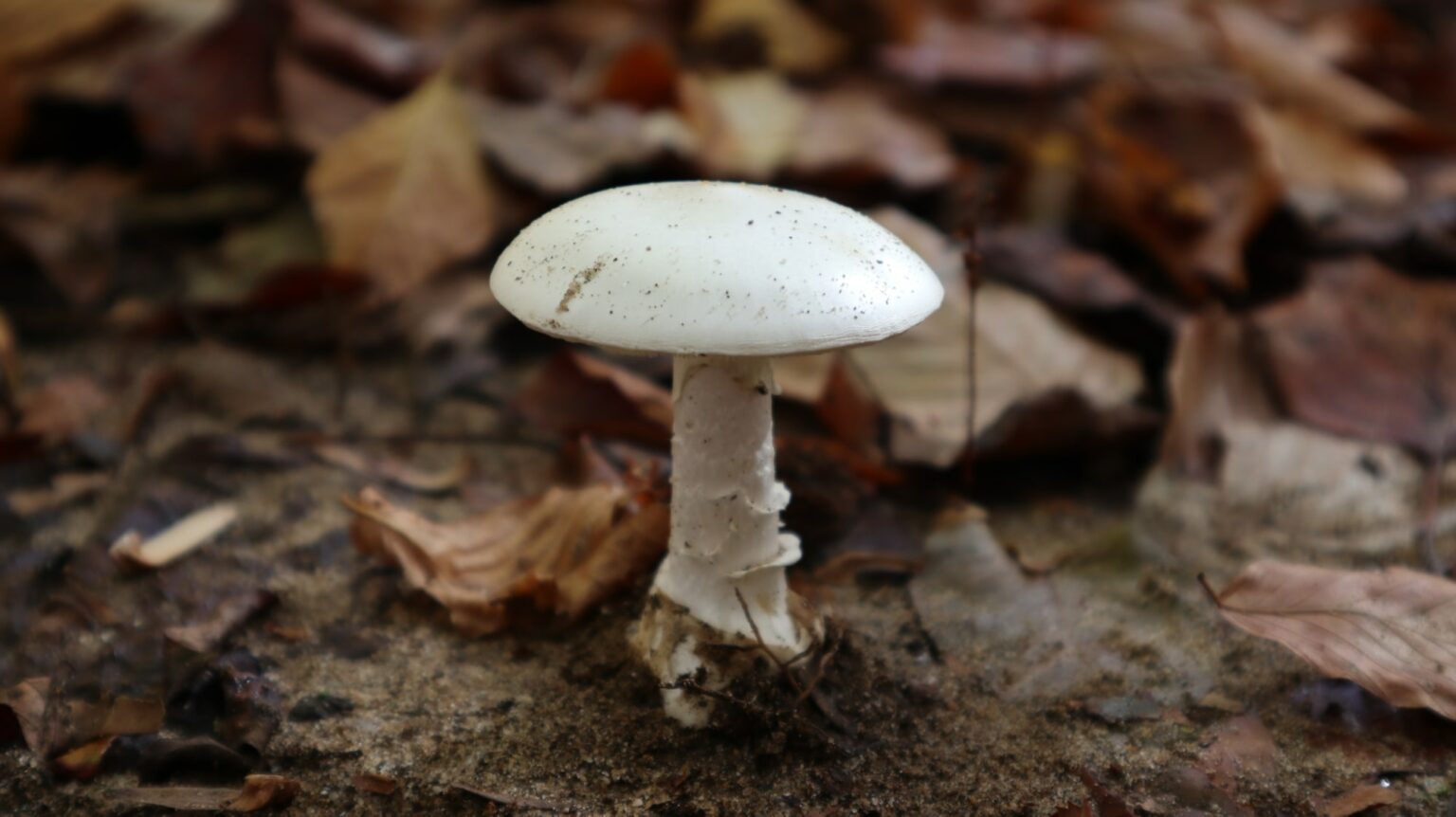 15 White Mushroom Species: Identification and Pictures