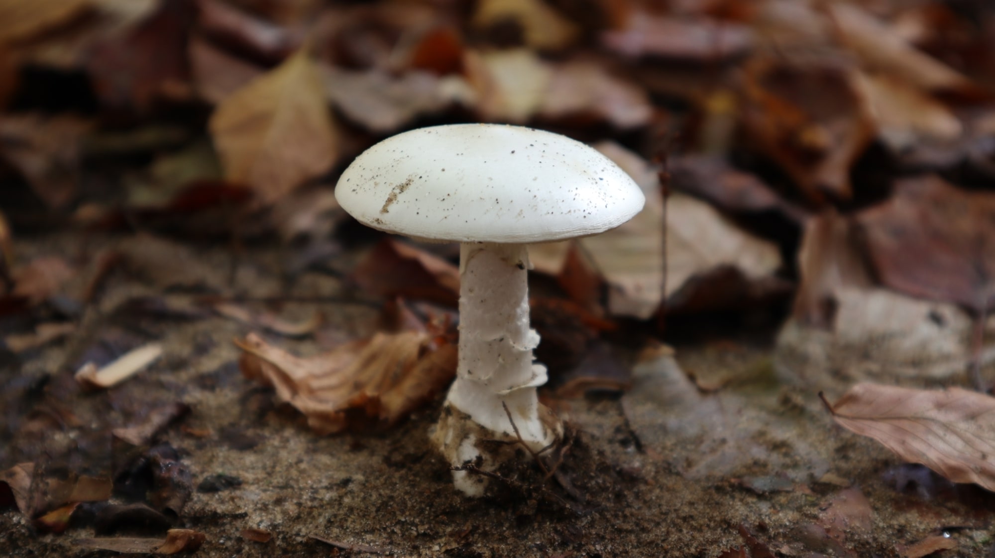 15 White Mushroom Species: Identification and Pictures
