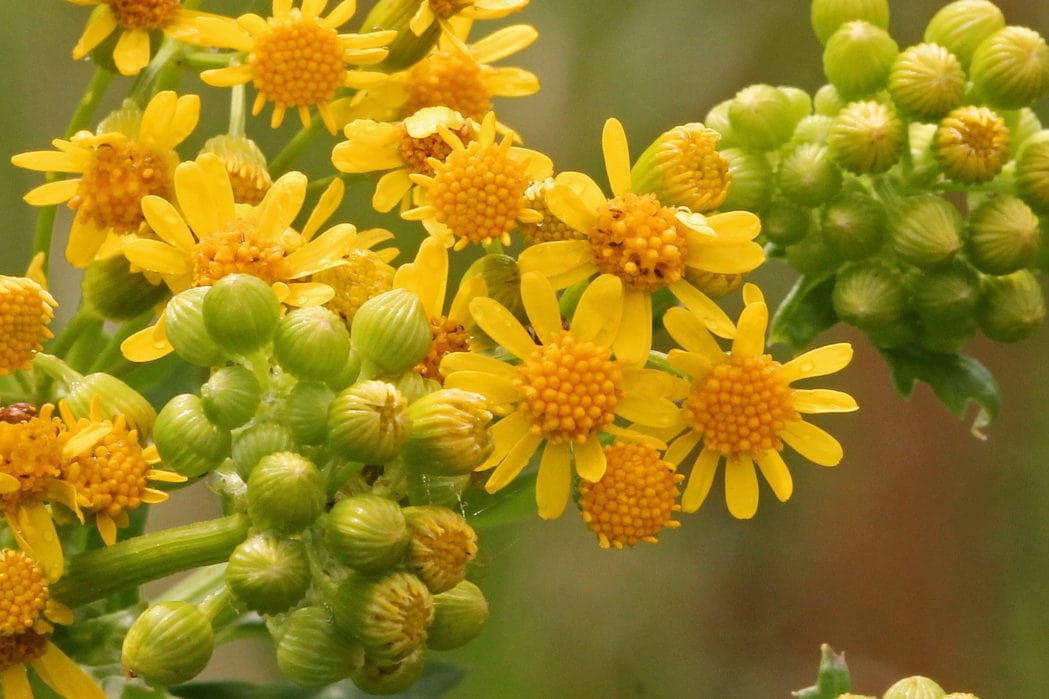 29 Tall Weeds with Yellow Flowers