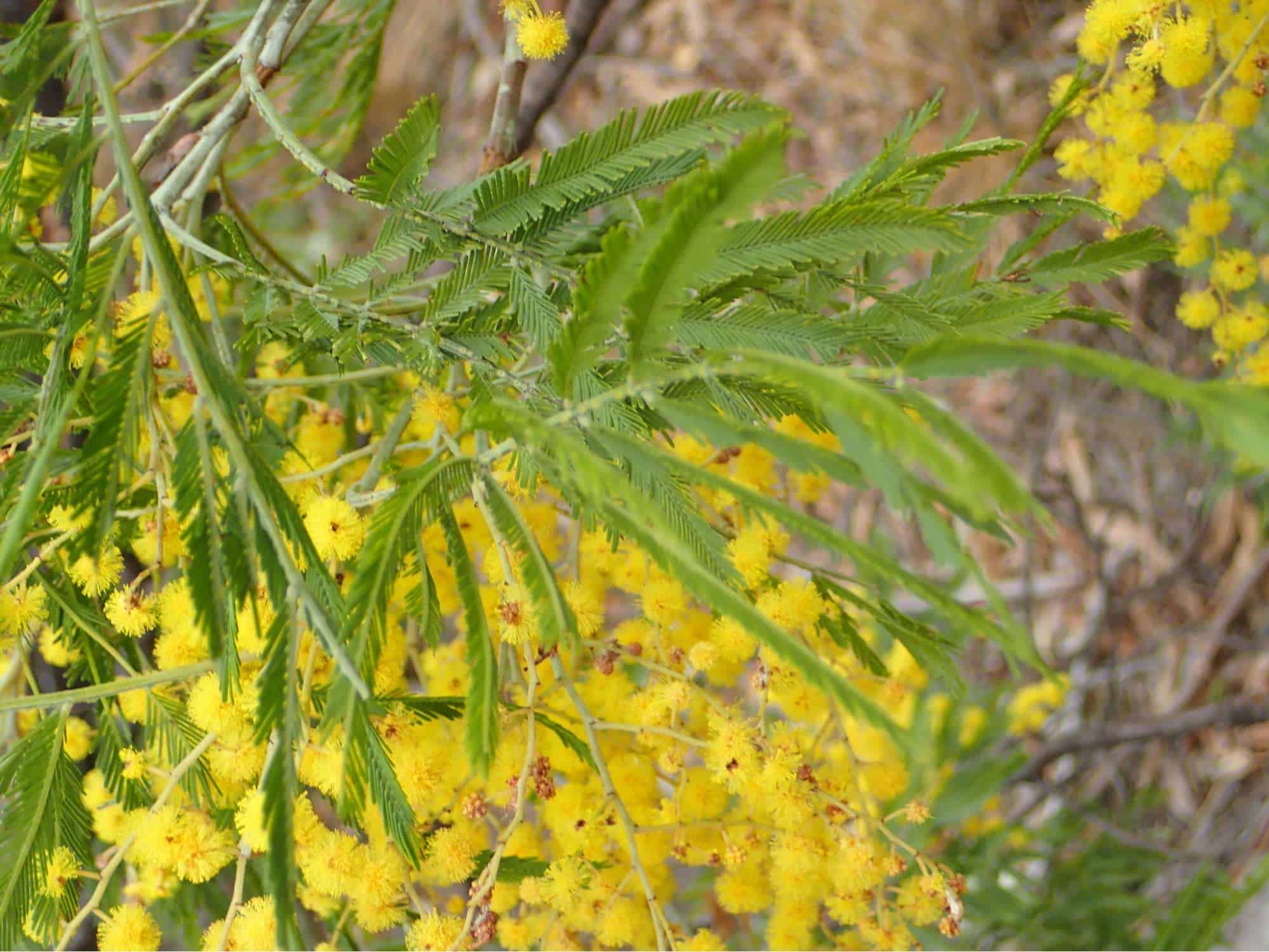 15 Trees with Fern-Like Leaves: Identification and Pictures
