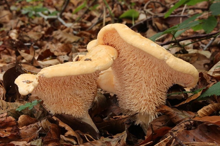 15 White Mushroom Species: Identification and Pictures
