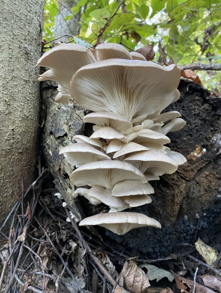 15 White Mushroom Species: Identification and Pictures