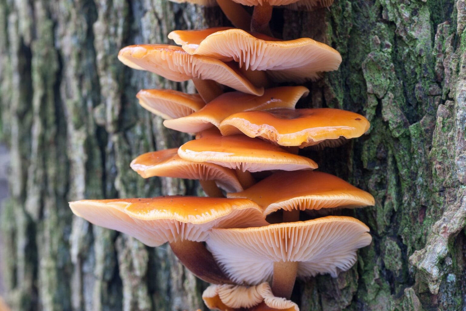 15 White Mushroom Species: Identification and Pictures