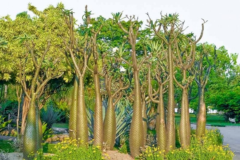 11 plants that look like palm trees but are not