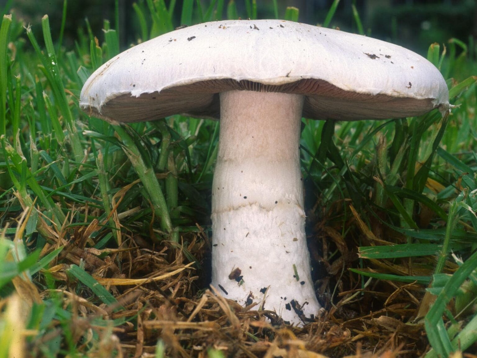 15 White Mushroom Species: Identification and Pictures