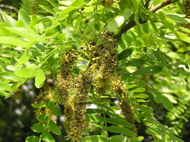 15 Trees with Fern-Like Leaves: Identification and Pictures