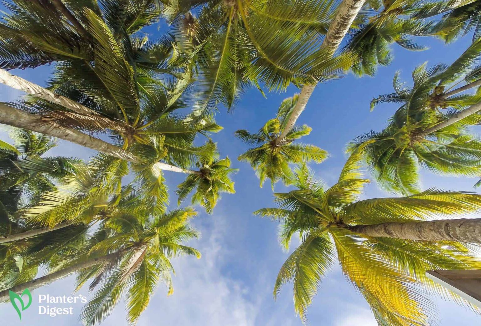 23 plants that look like palm trees but are not