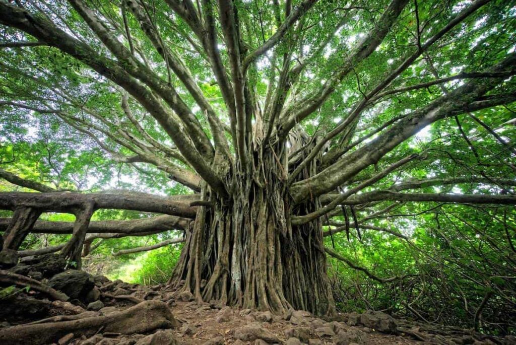 How long can a tree live?