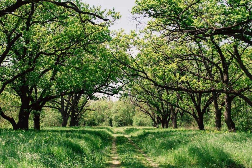 How long can a tree live?