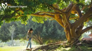 How long can a tree live?
