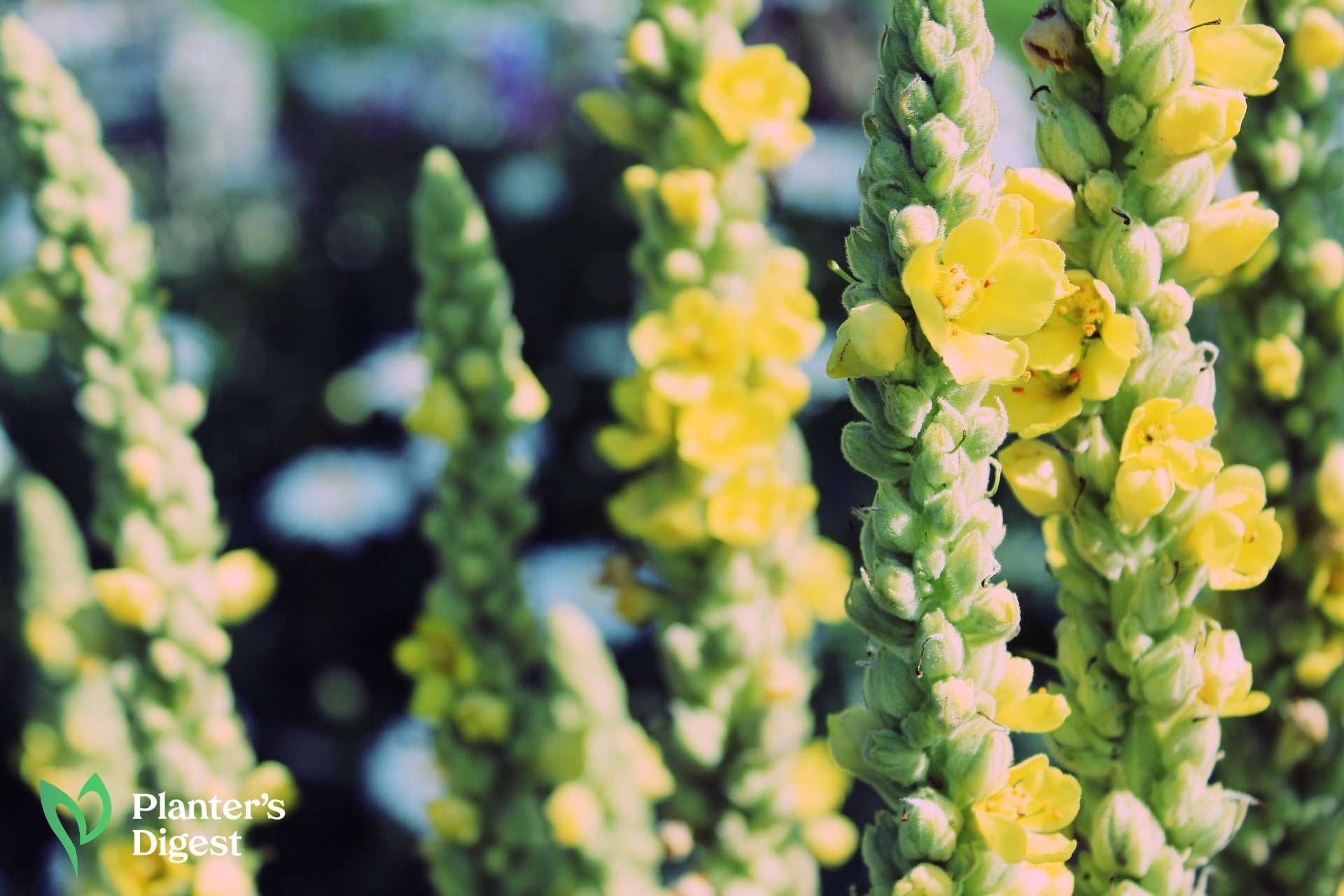 A Guide to Identifying Mullein and its 3 Look-Alikes