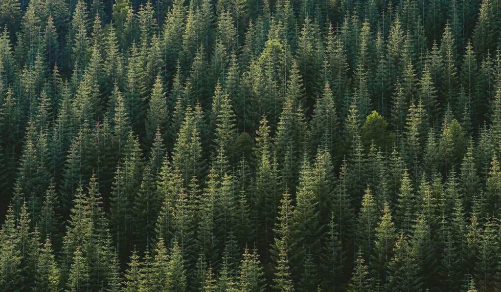How long can a tree live?