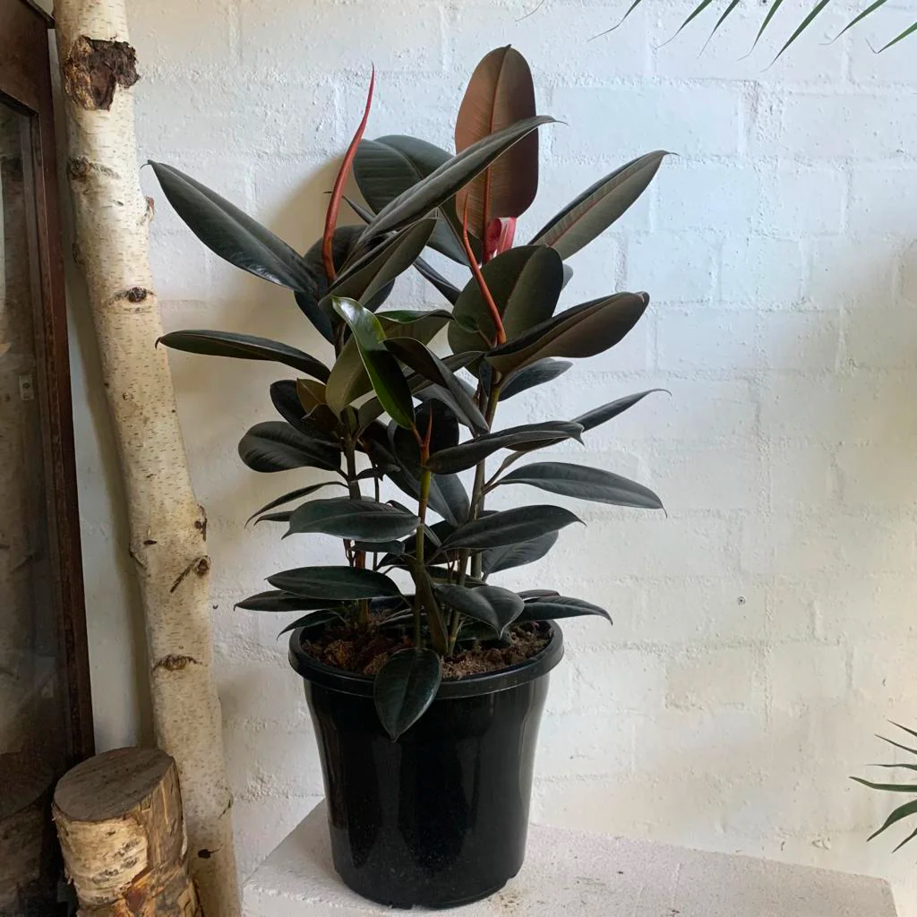 The 20 Best Plants with Waxy Leaves