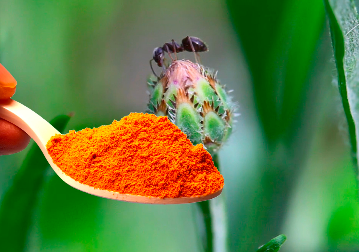 Secrets of Gardening: Using Turmeric on Plants