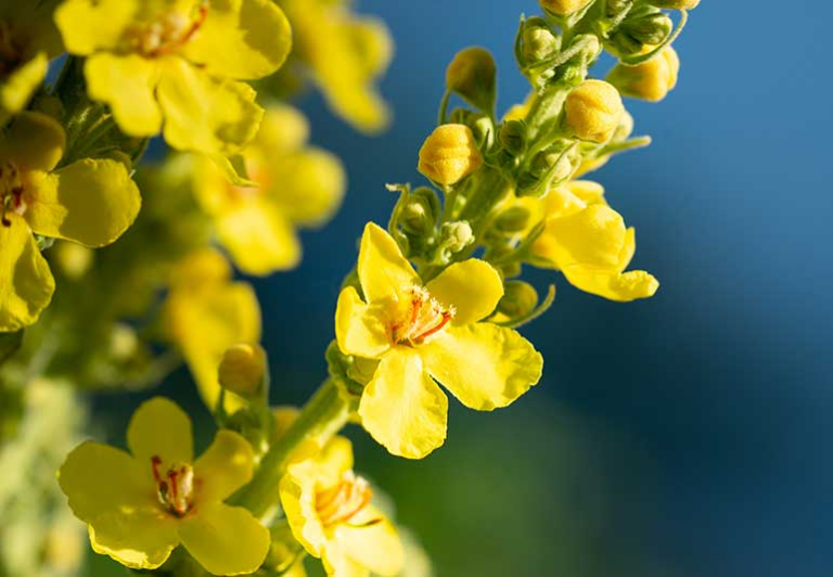 A Guide to Identifying Mullein and its 3 Look-Alikes