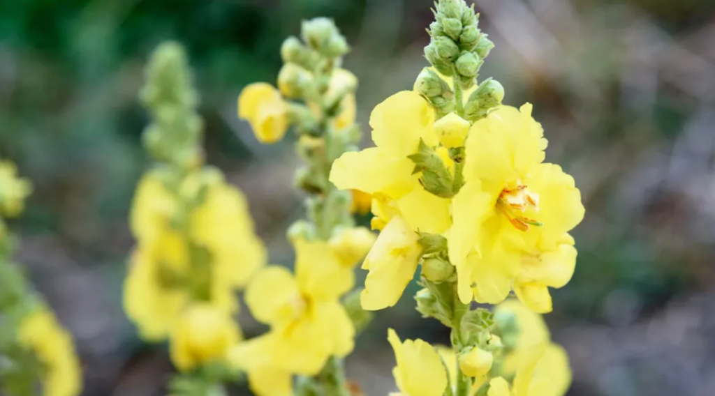 A Guide to Identifying Mullein and its 3 Look-Alikes