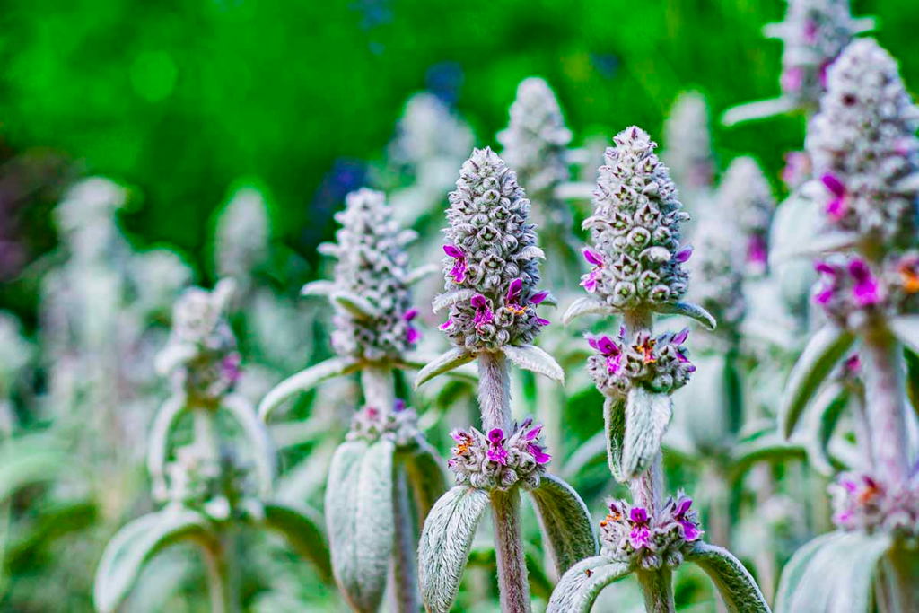 A Guide to Identifying Mullein and its 3 Look-Alikes
