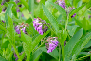 A Guide to Identifying Mullein and its 3 Look-Alikes