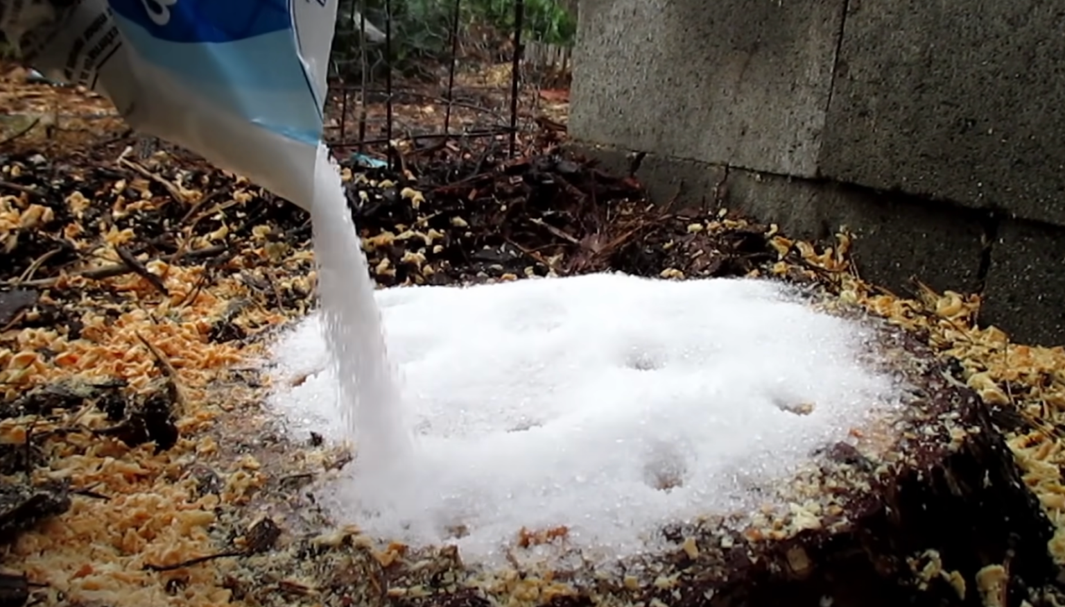 The Beginner’s Guide to Killing Trees using Salt