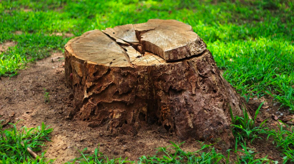 An Easy Guide to Measure the Weight of Tree Stumps