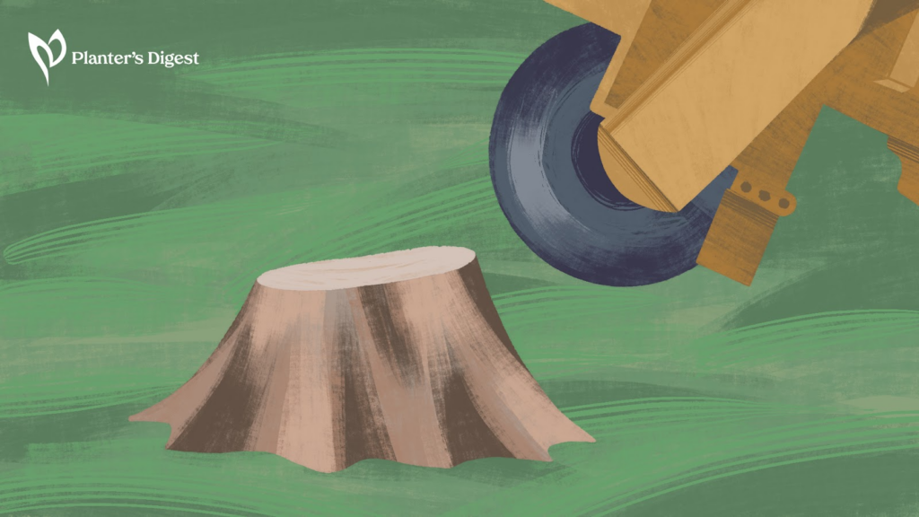 The 4 Effective Ways to Remove Palm Tree Stumps