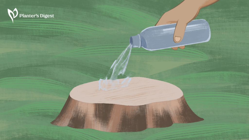 The 4 Effective Ways to Remove Palm Tree Stumps