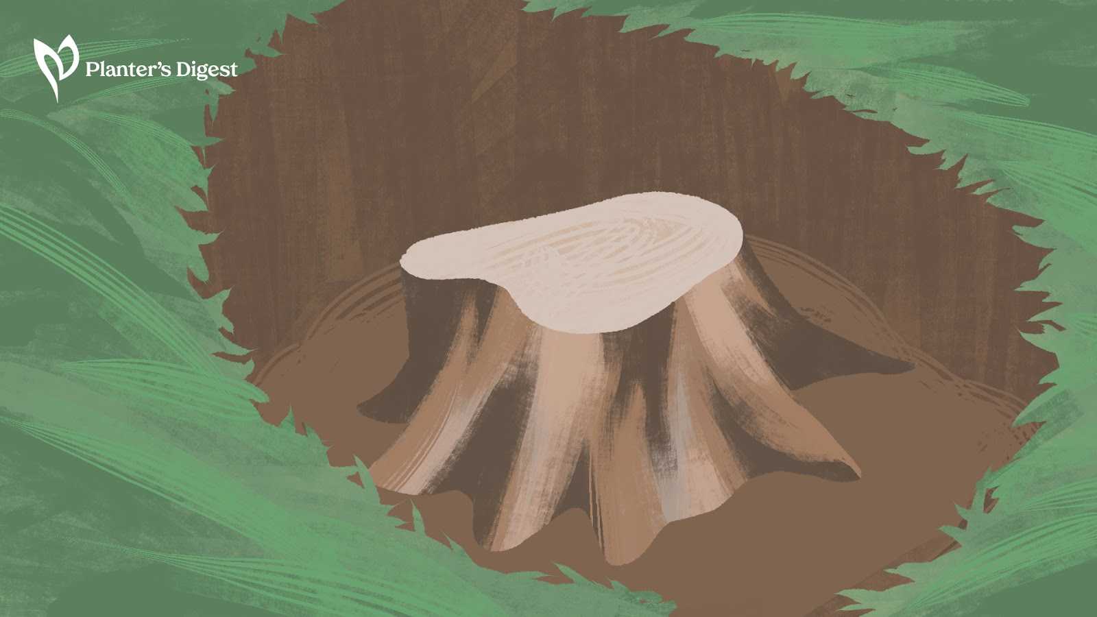 The 4 Effective Ways to Remove Palm Tree Stumps