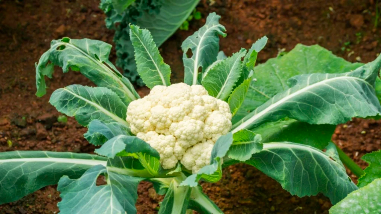 Cauliflower 101: Everything You Should Know
