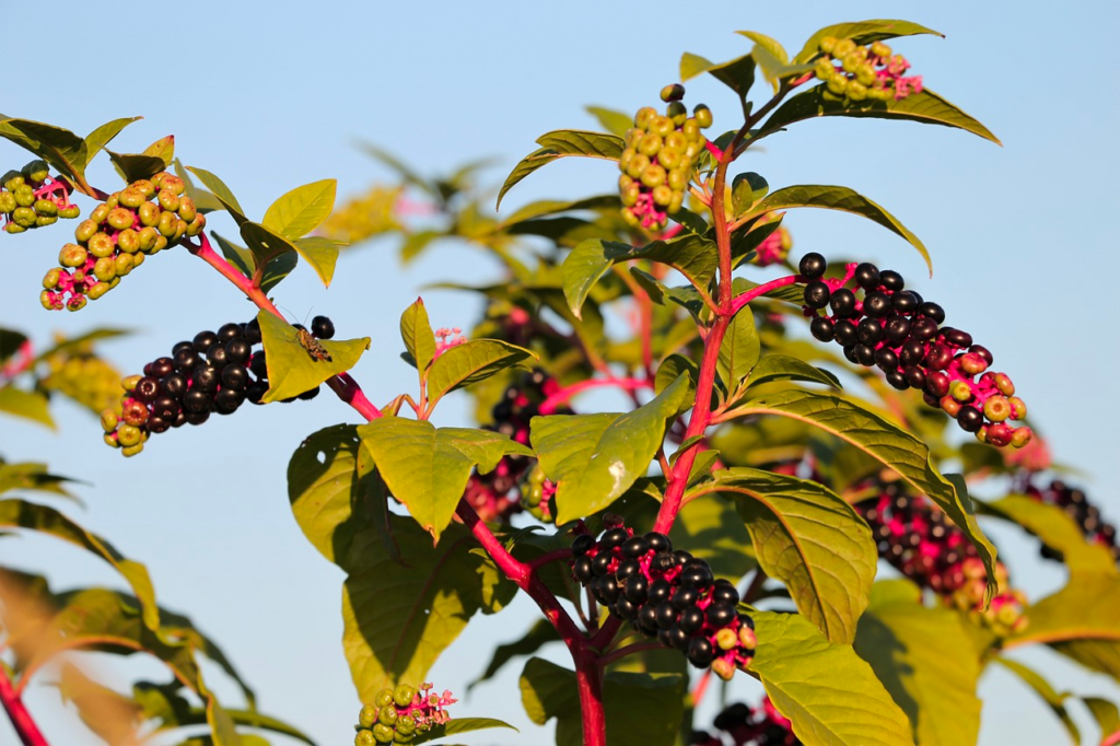 Everything You Need to Know about Pokeweed and 3 Look-Alikes