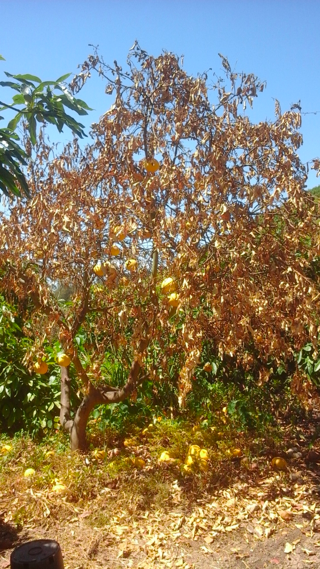 All You Need to Know About the Lemon Tree Growth Stages