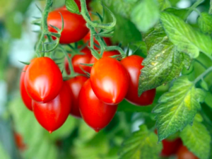 The Complete Guide to Small Tomato Varieties