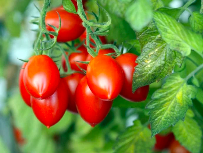 The Complete Guide to Small Tomato Varieties