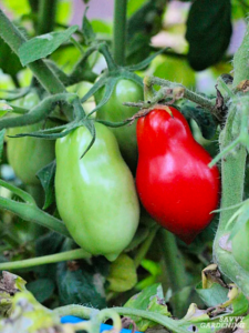 The Complete Guide to Small Tomato Varieties