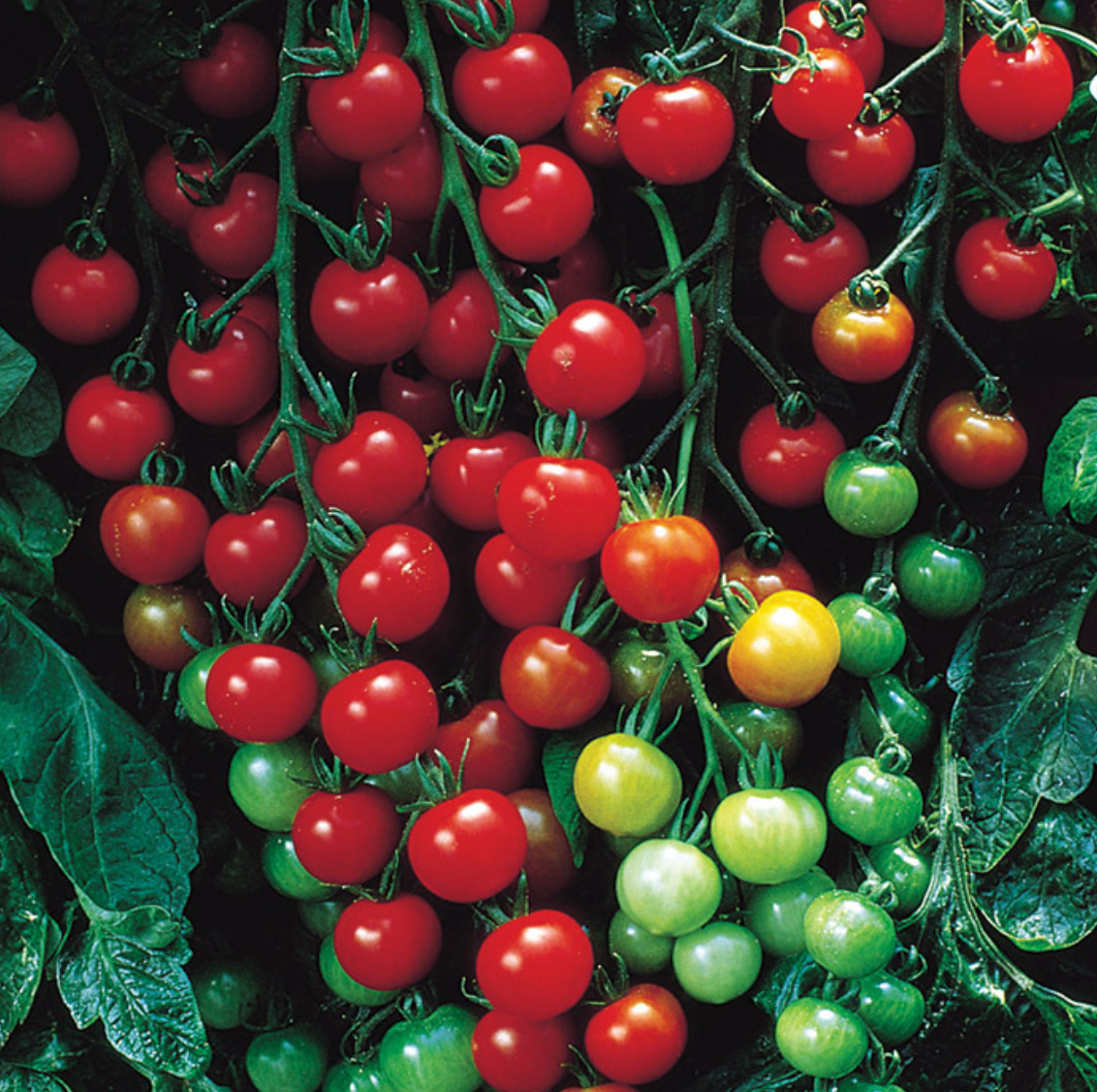 The Complete Guide to Small Tomato Varieties