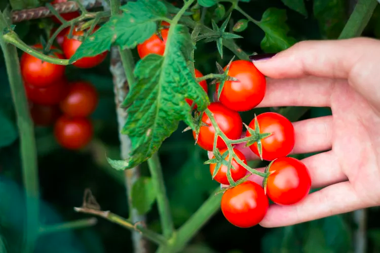 A Quick Guide on Tomato Weights